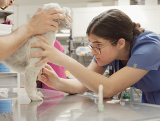 Veterinary Clinical Trials: What Pet Owners Should Know