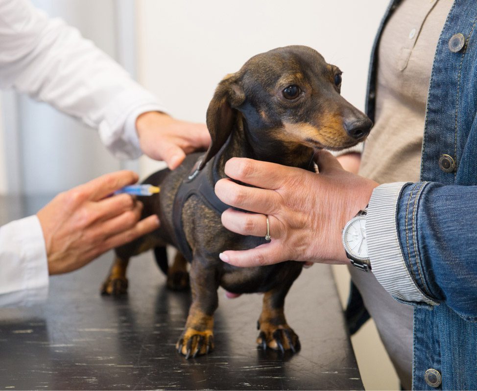 Vaccines in Quakertown, PA | Dog, Cat, Exotic, and Farm Animal Vaccines.